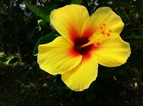 Orange Yellow Hibiscus Hawaii State Flower Pua Aloalo Flickr