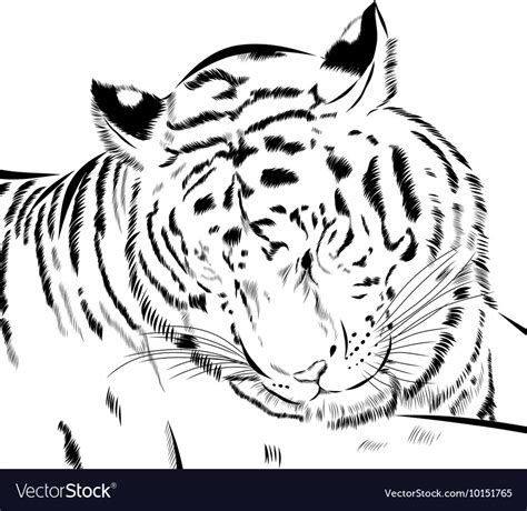 Tiger Scetch Hand Drawn On Background Royalty Free Vector