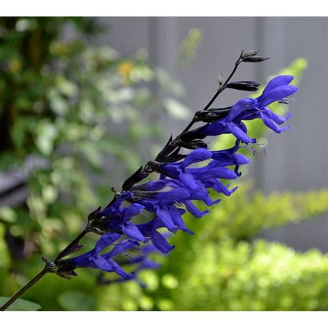 Salvia Black And Blue Tender Perennial Live Starter Plant For