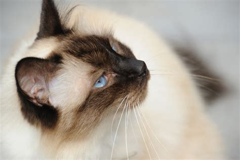 Birman Everything You Need To Know About The Cat Breed Birman
