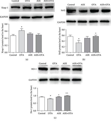 Astaxanthin Protects Ochratoxin A Induced Oxidative Stress And