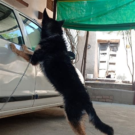 Stella The German Shepherd Mp44 Youtube