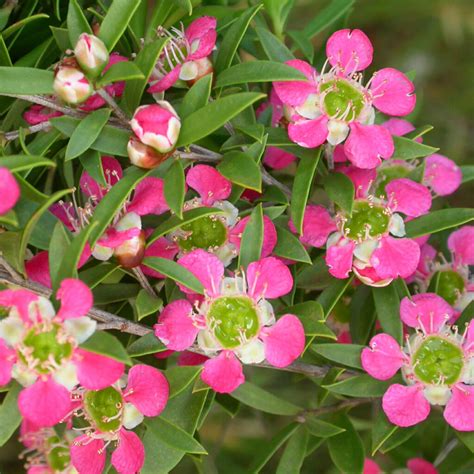 Leptospermum Dwarf Tea Tree Burgundy 6 Pot Hello Hello Plants