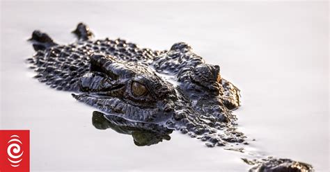 New Offence For Accidentally Feeding Queensland Crocodiles Viral News