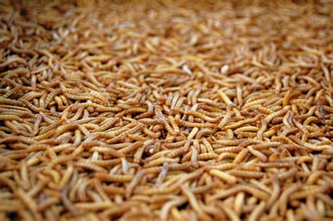How Do Maggots Form In Your Body At Dianne Carney Blog