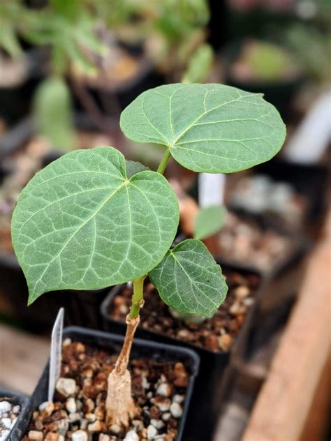 Matelea Cyclophylla Putting Out Some Stunning Foliage R Caudex