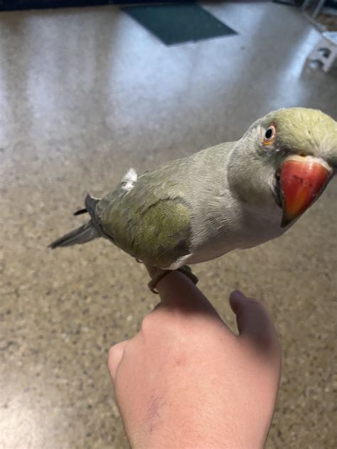 Green Indian Ringneck
