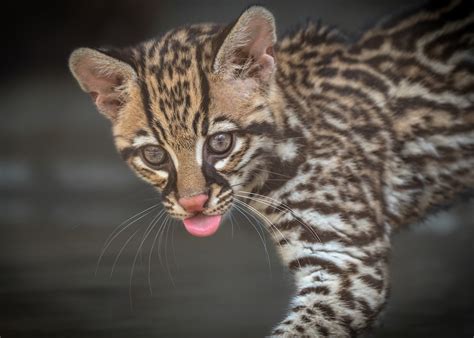 Ocelot Eating Fish