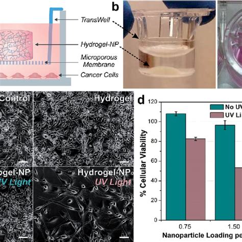 Cancer Cells Exhibit Dose Dependent Sensitivity To The Cpt Drug