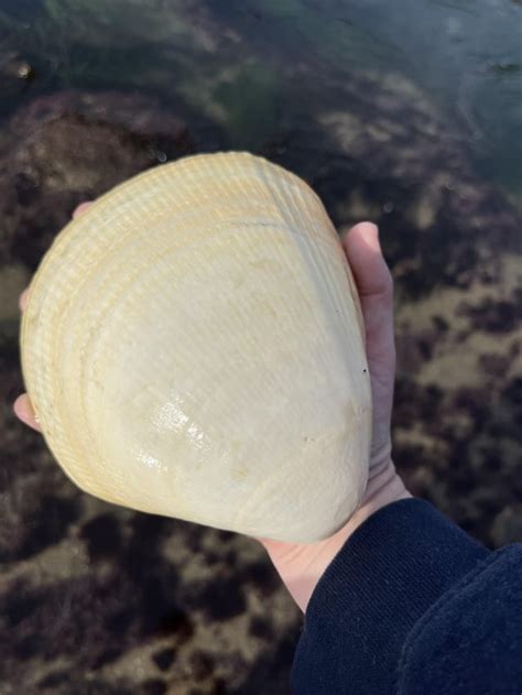 What Species Is This Massive Shell I Found In San Diego R Shells
