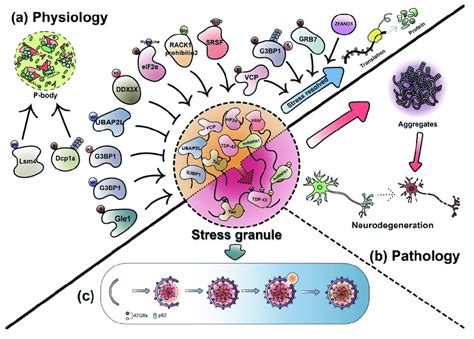 Physiological Pathological Rnp Granules Regulated By Ptms A