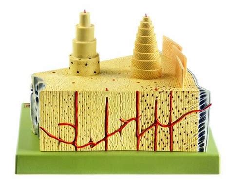 Denoyer Geppert Bone Structure Anatomy Model