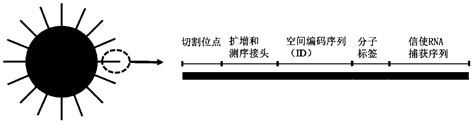 Space Transcriptome Sequencing Method Eureka Patsnap