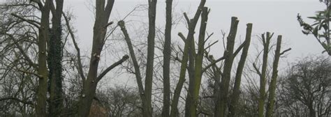 Oak Tree Pollarding Essex Essex Tree Surgeons