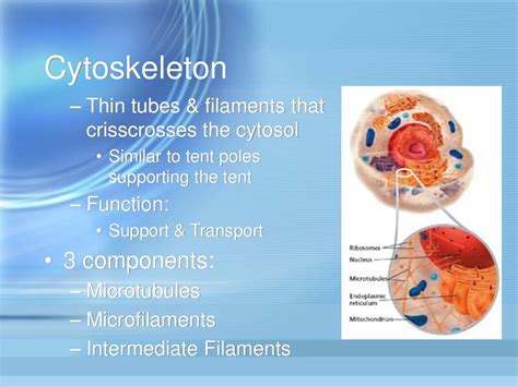 Cell Structure And Function Ppt Download