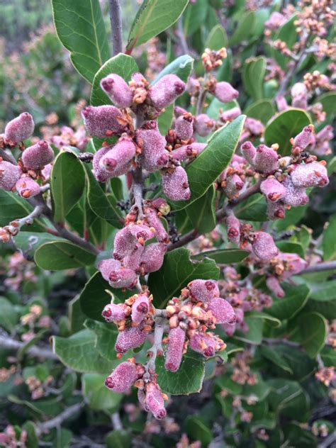 Rhus Integrifolia