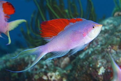 Evolution And Diversity Of Mirolabrichthys Basslets Part 3