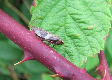Alder Spittlebug Gedling Conservation Trust Nottingham
