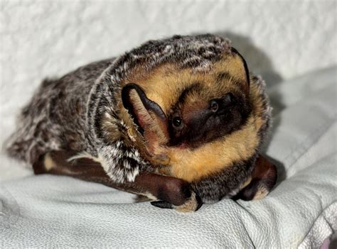 In A First Sdhs Releases Hoary Bat Equipped With Tracker