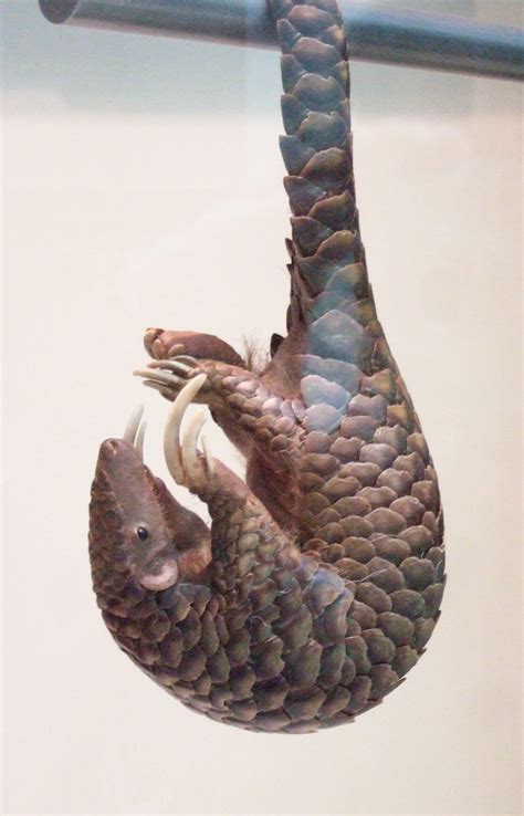 Chinese Pangolin Wikipedia