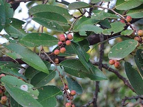 Bridelia Retusa Bengal Rain Tree 10 Seeds