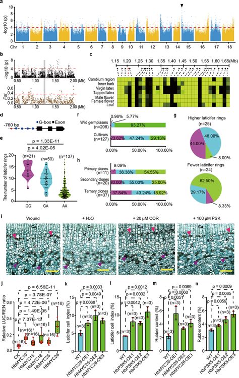 Gwas For Nlr And Functional Analysis Of Hbpsk5 A Manhattan Plot Of Gwas