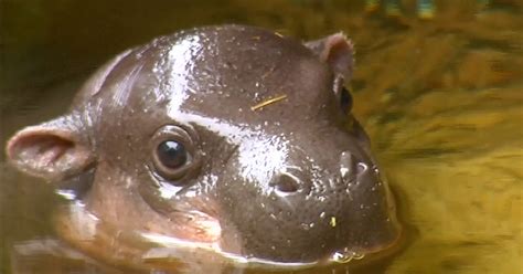 Уровни hippo | Пикабу