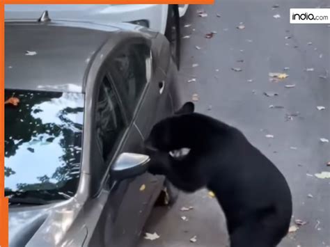 Bhalu Ka Video चुपके से कार का गेट खोलकर बैठ गया भालू फिर जो हुआ सोच भी नहीं सकते देखें वीडियो