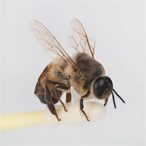 Drone Bee Wikipedia