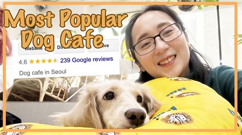 Highly Rated Dog Cafe Experience In Seoul 🇰🇷 Korea Vlog 9 Youtube