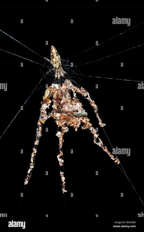 Orb Web Spider Species Probably Cyclosa Spec Building Spider