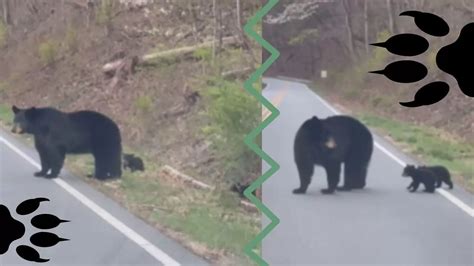 Motherly Love Mama Bear Crosses Road With Twin Cubs Internet In Awe