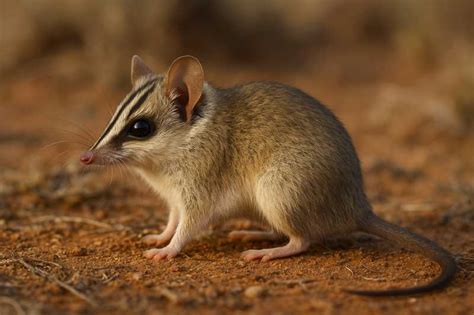 Stripe Faced Dunnart A Detailed Overview
