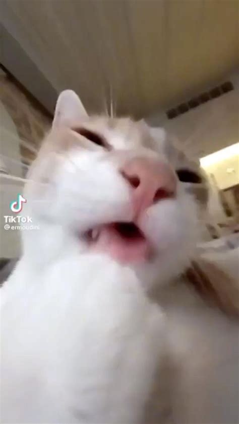 Whopper Whopper Whopper Whopper 🗣🗣🗣🔊🔊🔊‼️‼️🦅🦅🦅 Funny Looking Cats Cat