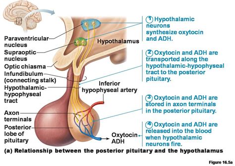 Posterior Pituitary Gland Hormones