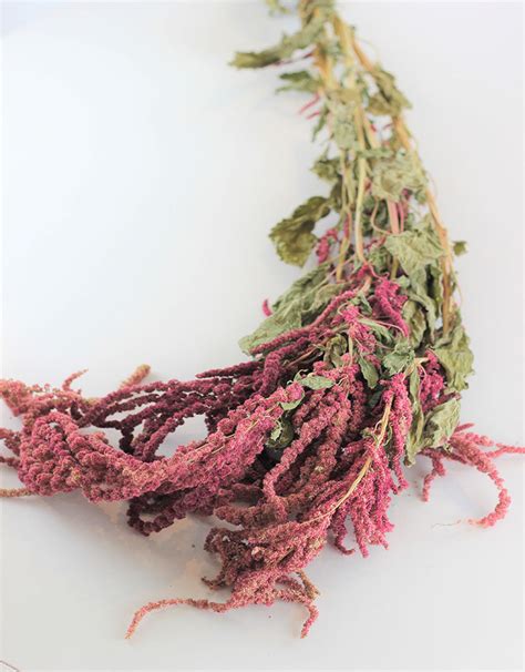 Dried Trailing Amaranthus Red Bunch 70 Cm Dried Flowers And Décor Dried Trailing Amaranthus Red Bunch 70 Cm Dried Flowers And Décor