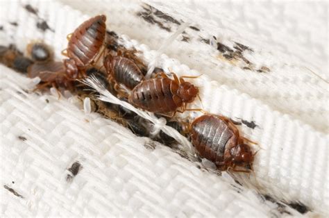 Mezcla Casera Para Eliminar Chinches De Cama Rápidamente