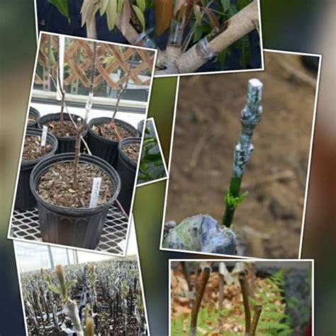 Jual Plastik Okulasi Pe 02 Panjang 15 Meter Lebar 1 Meter Tembus Tunas Untuk Okulasi Sambung