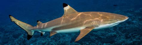 Blacktip Reef Shark