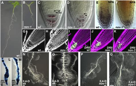 Root Phenotype In Nov Mutants Download Scientific Diagram