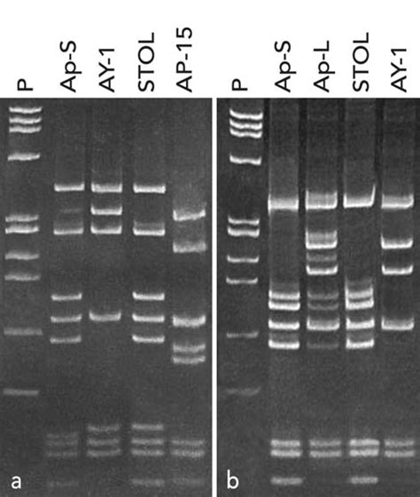 restriction fragment length polymorphism patterns after digestion with