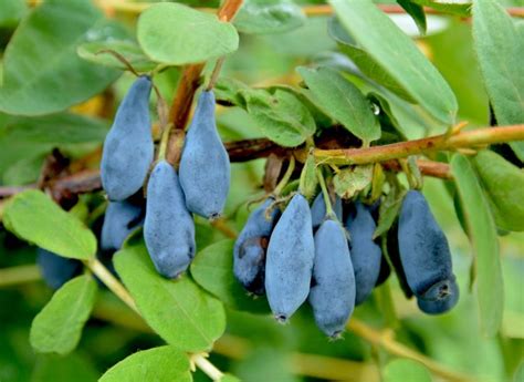 Garten Piante