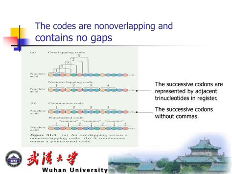 Ppt The Genetic Code Powerpoint Presentation Free Download Id3259880