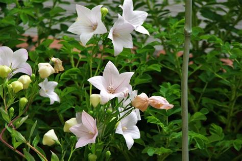 庭の桔梗 By カフェ－ （id：6995319） 写真共有サイトphotohito