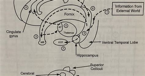 The Circuit Of Papez Album On Imgur