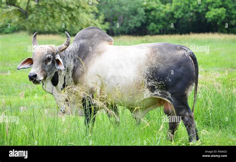 Big Brahma Bull Feeding In A Green Tall Grass Field In The Countryside