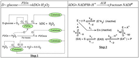 The In Silico Optimization Of A Fed Batch Reactor Used For The Enzymatic Hydrolysis Of Chicory