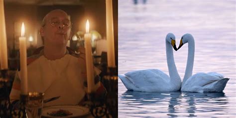 Is It Legal To Eat Swan What Does Swan Taste Like