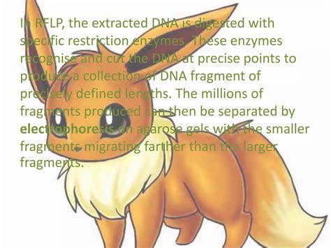 Restriction Fragment Length Polymorphism Rflp Ppt