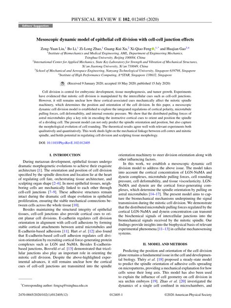 Pdf Mesoscopic Dynamic Model Of Epithelial Cell Division With Cell